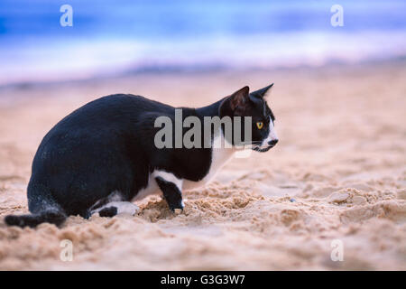 A white stray cat on a white sand beach in The Maldives Stock Photo - Alamy