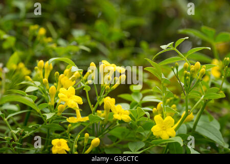 Close up of mustard yellow Himalayan jasmine flower Jasminum humile ...