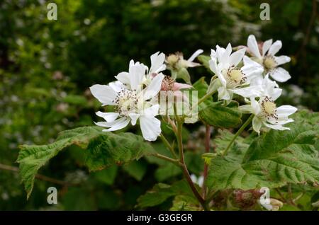 loganberry fruit flowers Stock Photo - Alamy
