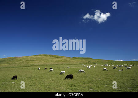 Sheep at Uffington Castle, an Iron Age Hill Fort, Oxfordshire, UK Stock ...