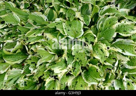 Snail & Slug Damage to Hosta Leaves, garden pests leaf pest Stock Photo ...