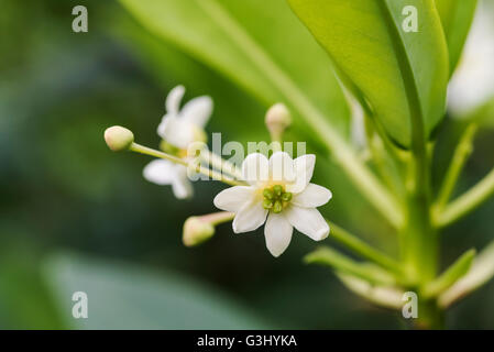 Drimys winteri, Winteraceae, white blooms Stock Photo - Alamy
