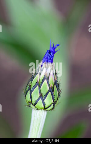 Centaurea montana Perennial cornflower bud Stock Photo - Alamy