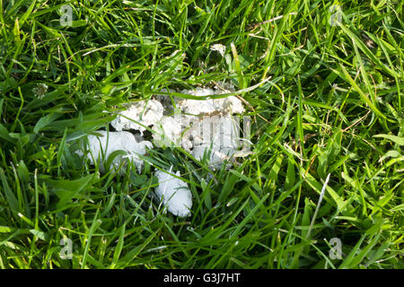 white dog poo Stock Photo - Alamy