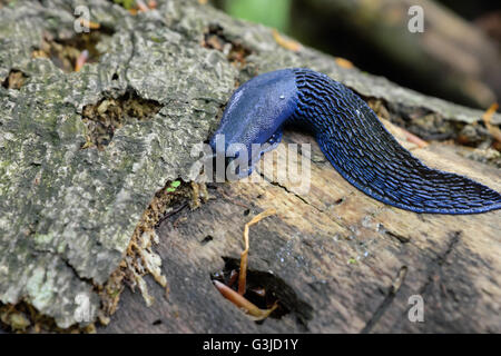 Big blue slug on tree in forest Stock Photo - Alamy