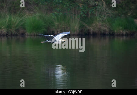 Grey heron (Ardea cinerea) takes off for flight, Hesse, Germany, Europe ...