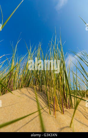 reed on the coastline with a clear sky Stock Photo - Alamy