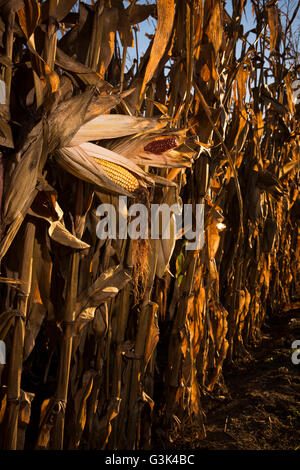 Drying corn crop in early autumn Stock Photo - Alamy