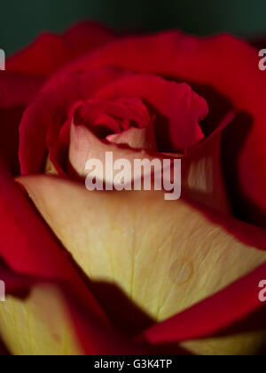 Rose New Kleopatra Red Yellow Color Rose Macro Stock Photo - Alamy
