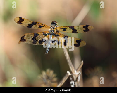 Graphic Flutterer Dragonfly - Rhyothemis graphiptera Stock Photo - Alamy