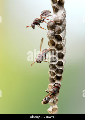 Stick-nest Brown Paper Wasp - Ropalidia revolutionalis Stock Photo - Alamy