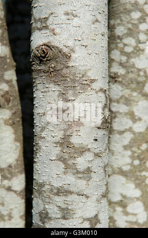 Swedish Aspen trees Populus tremula erecta and blue sky with clouds in ...
