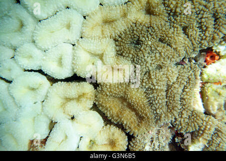 Live coral polyps in colonial coral Stock Photo - Alamy
