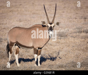Gemsbok, a large oryx antelope, and the national symbol of Namibia ...