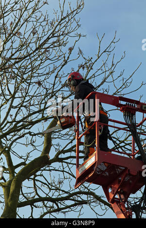 Tree surgeon using a “cherry picker” for trimming branches on ash tree ...