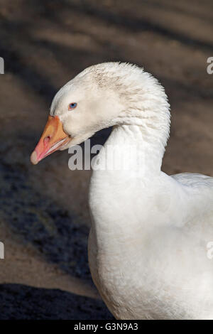 Embden Goose (Anser anser). Domesticated farmyard breed of white ...