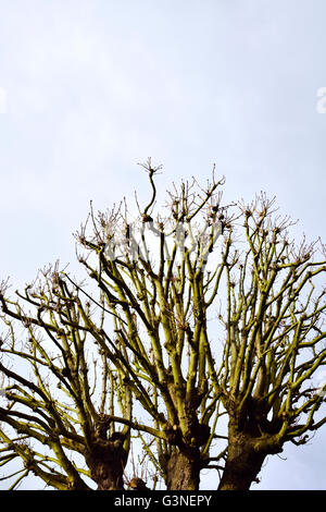 Common Lime (Tilia x europaea). Pruned trees lining path to Bothmer ...