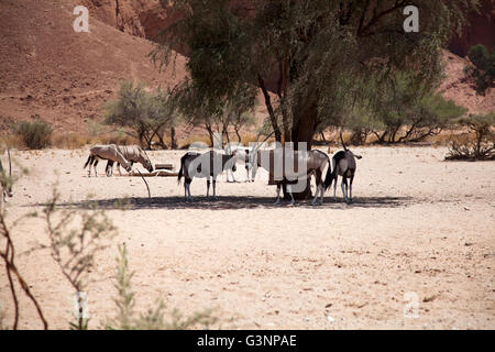 Oryx Buck at Namib Desert Lodge in Namibia Stock Photo - Alamy