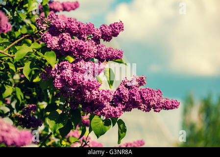 lilac bush against sky in the garden Stock Photo - Alamy