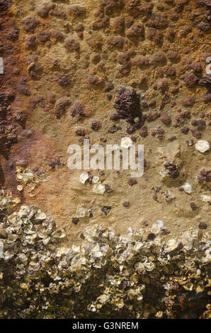 Natural sand colour texture of barnacle growth under the waterline on ...