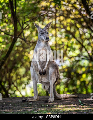 Australia, Wallaroo (Macropus Robustus) Standing In Grass Stock Photo ...