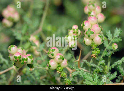 Spiny or Thorny Burnet - Sarcopoterium spinosum Mediterranean Shrub ...