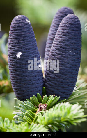 A cone is an organ on plants in the division Pinophyta that contains ...