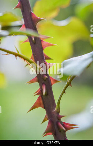 Vertical macro of sharp red rose thorns on a reddish stem with green ...