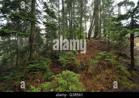 Forests of Vancouver in early spring Stock Photo - Alamy
