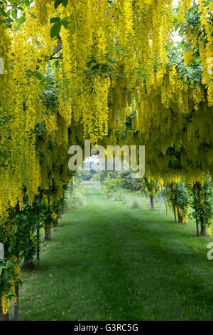 Laburnum x watereri 'Vossii'. Laburnum archway at Broughton Grange ...