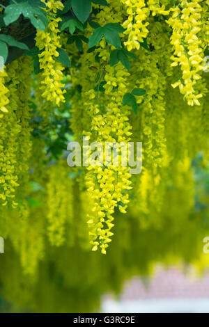 Laburnum x watereri 'Vossii'. Laburnum archway at Broughton Grange ...
