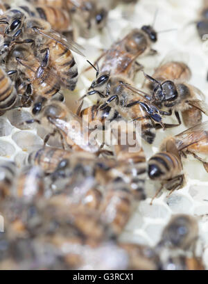 Bees in a comb producing honey, selective focus shot on bees Stock ...