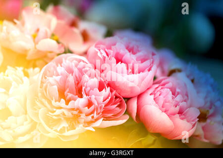 Photo interesting beautiful peonies in a summer park Stock Photo - Alamy