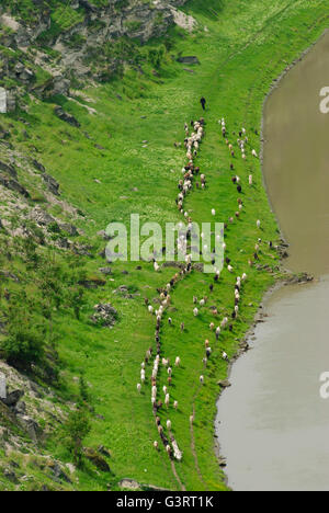 Shepherd with flock of sheep on Raut River, Moldova, , , Orheiul Vechi ...