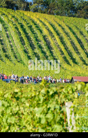 Wine bar in a vineyard in Neustift am Walde, Marien's column, Austria ...