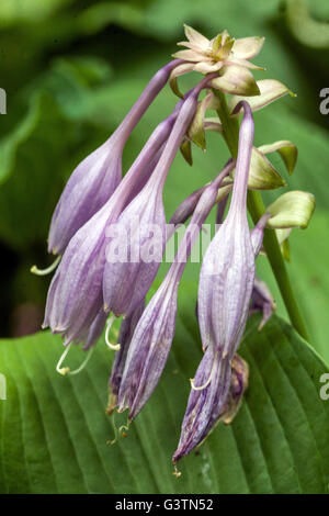 Closeup of foliage of Plantain lily (Hosta' 'Diner Jacket' Stock Photo ...