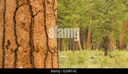 A large variety of trees populate Dechutes County in Oregon Stock Photo ...