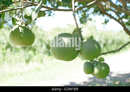 young pomelo on tree in organic farm Stock Photo - Alamy