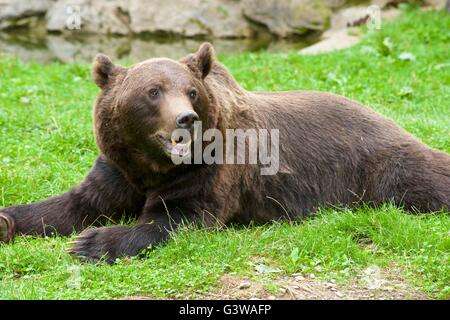 Close up of a grizzly bear, Pyrenees, France. Bear in captivity Stock ...