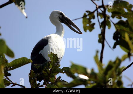 The Asian openbill or Asian openbill stork is a large wading bird in ...