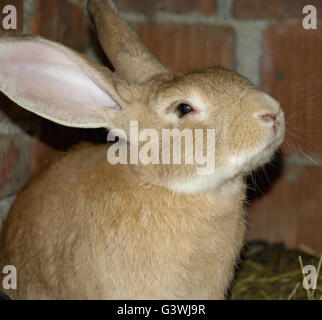 Rabbits on the farm and animal farm nature Stock Photo - Alamy