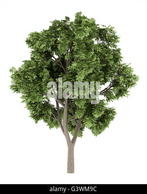 Sycamore maple tree isolated on white background Stock Photo - Alamy