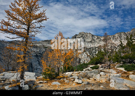 Western larch fall colors at Lake Inez, Montana. The Mission Mountains ...