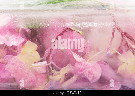 Hydrangea Flowers Frozen in Ice Cube Stock Photo - Alamy
