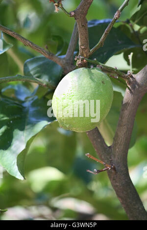 Closeup of green lemon texture, good source of vitamin c Stock Photo ...