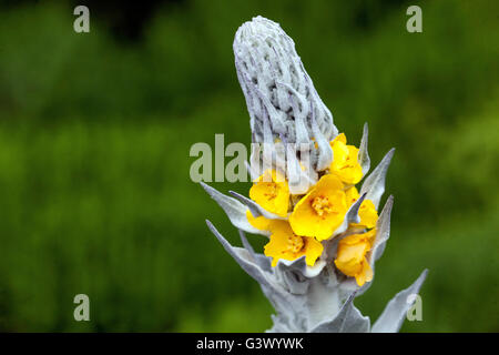 silver mullein (Verbascum bombyciferum), blooming Stock Photo - Alamy