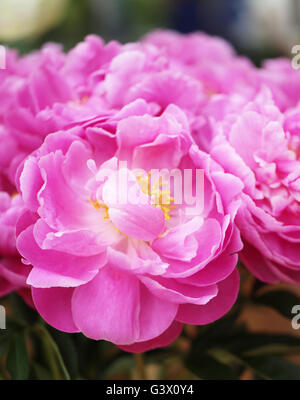 Photo retro beautiful peonies unusual natural background Stock Photo ...