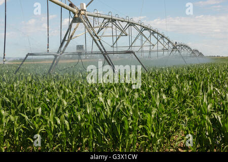 Large farm irrigation sprinkler system watering grass crop Stock Photo ...