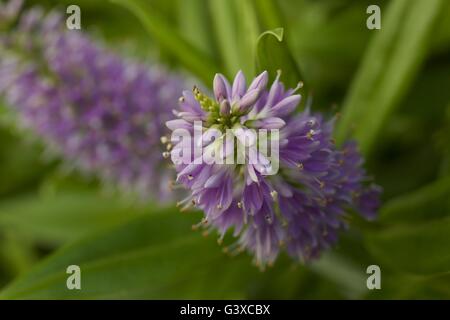 Hebe 'Autumn Glory', garden plant hebes Stock Photo - Alamy