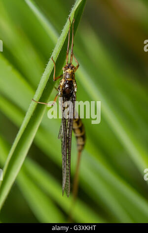 Drake Mackerel Mayfly (Ephemera vulgata Stock Photo - Alamy